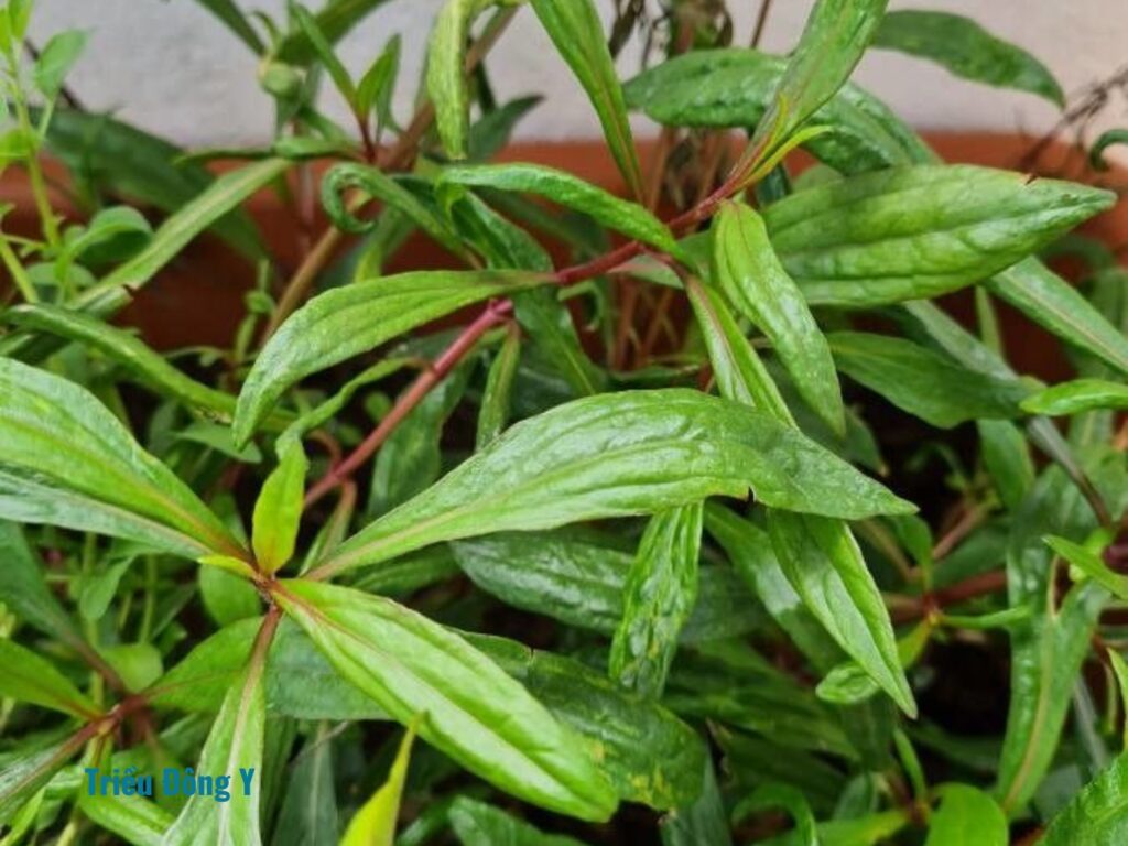 Bả dột (Ayapana triplinervis) Hoạt chất, Tác dụng, Cách dùng